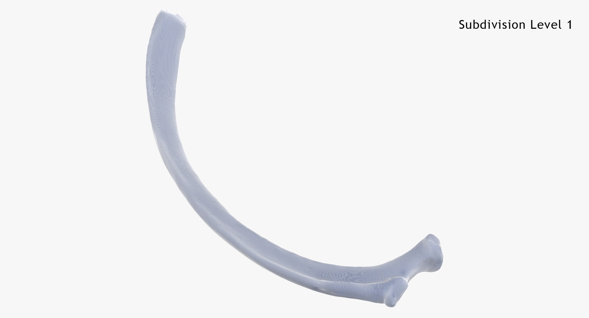 Bear Ursus Rib T3 Model - TurboSquid 2134267