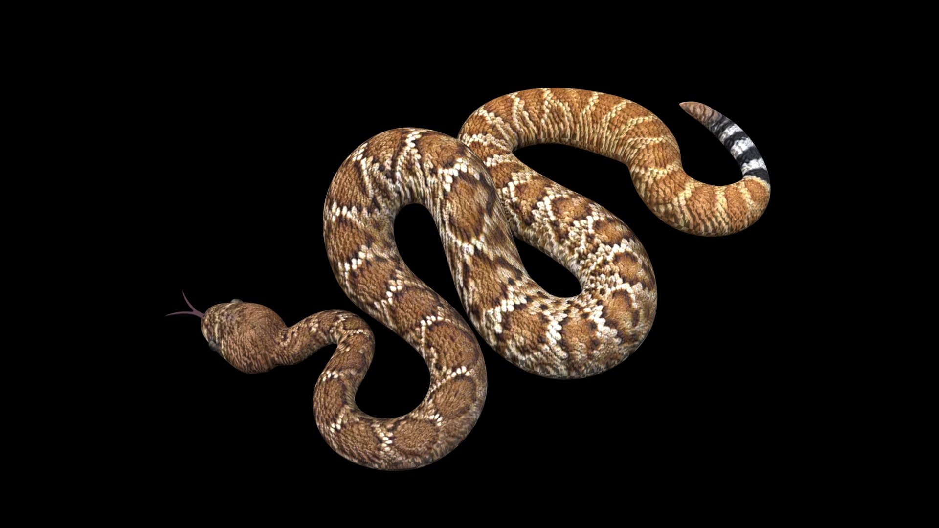 Viper Snake 3D Model - TurboSquid 2245595