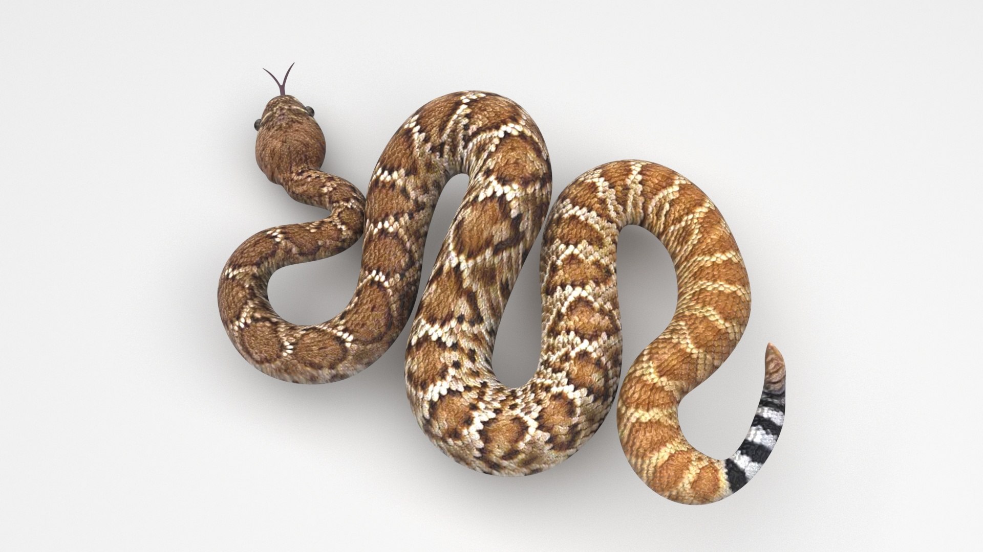 Viper Snake 3D Model - TurboSquid 2245595