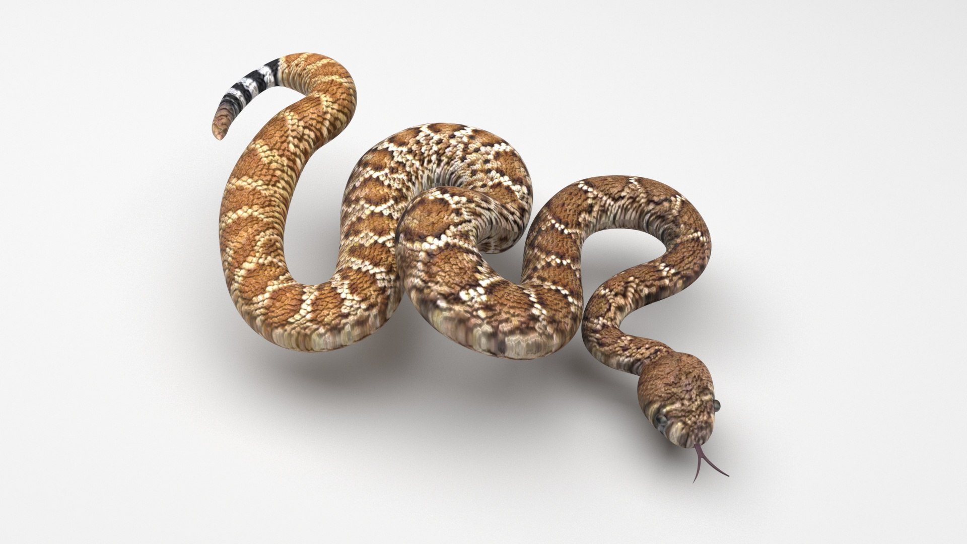 Viper Snake 3D Model - TurboSquid 2245595