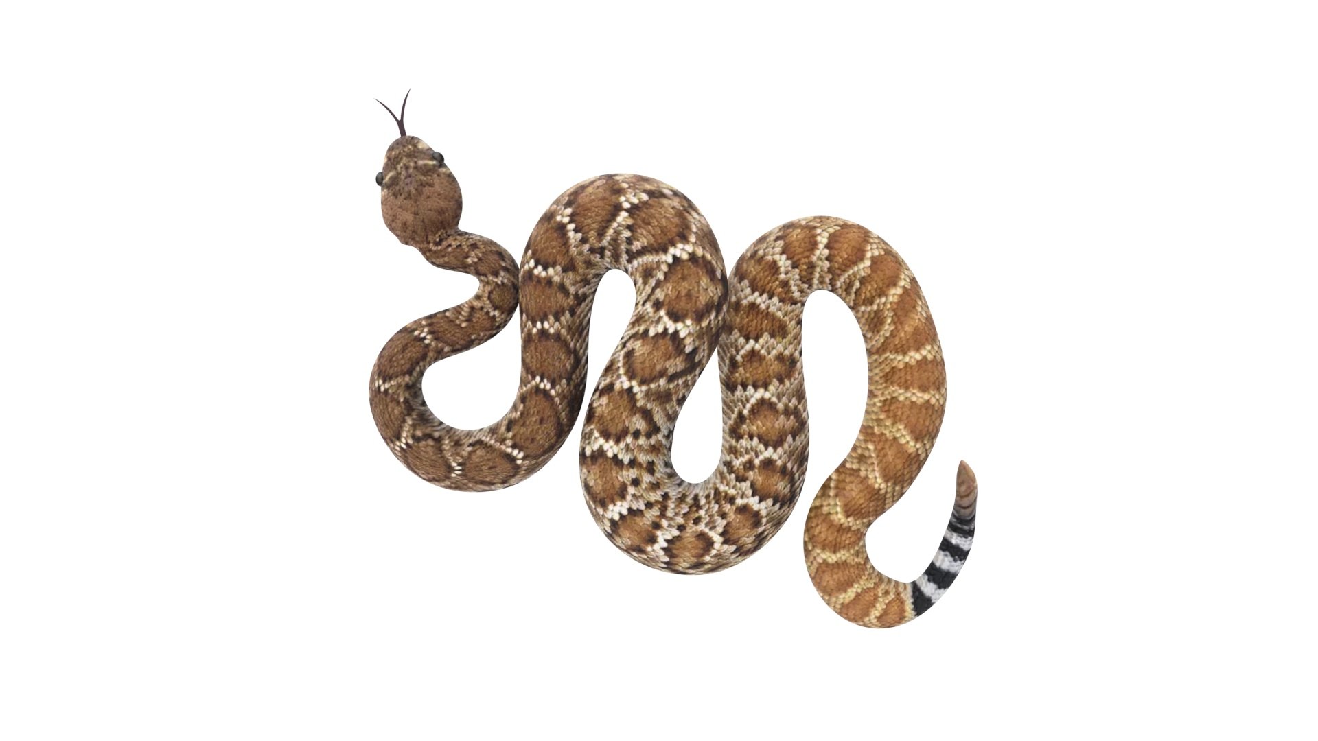 Viper Snake 3D Model - TurboSquid 2245595