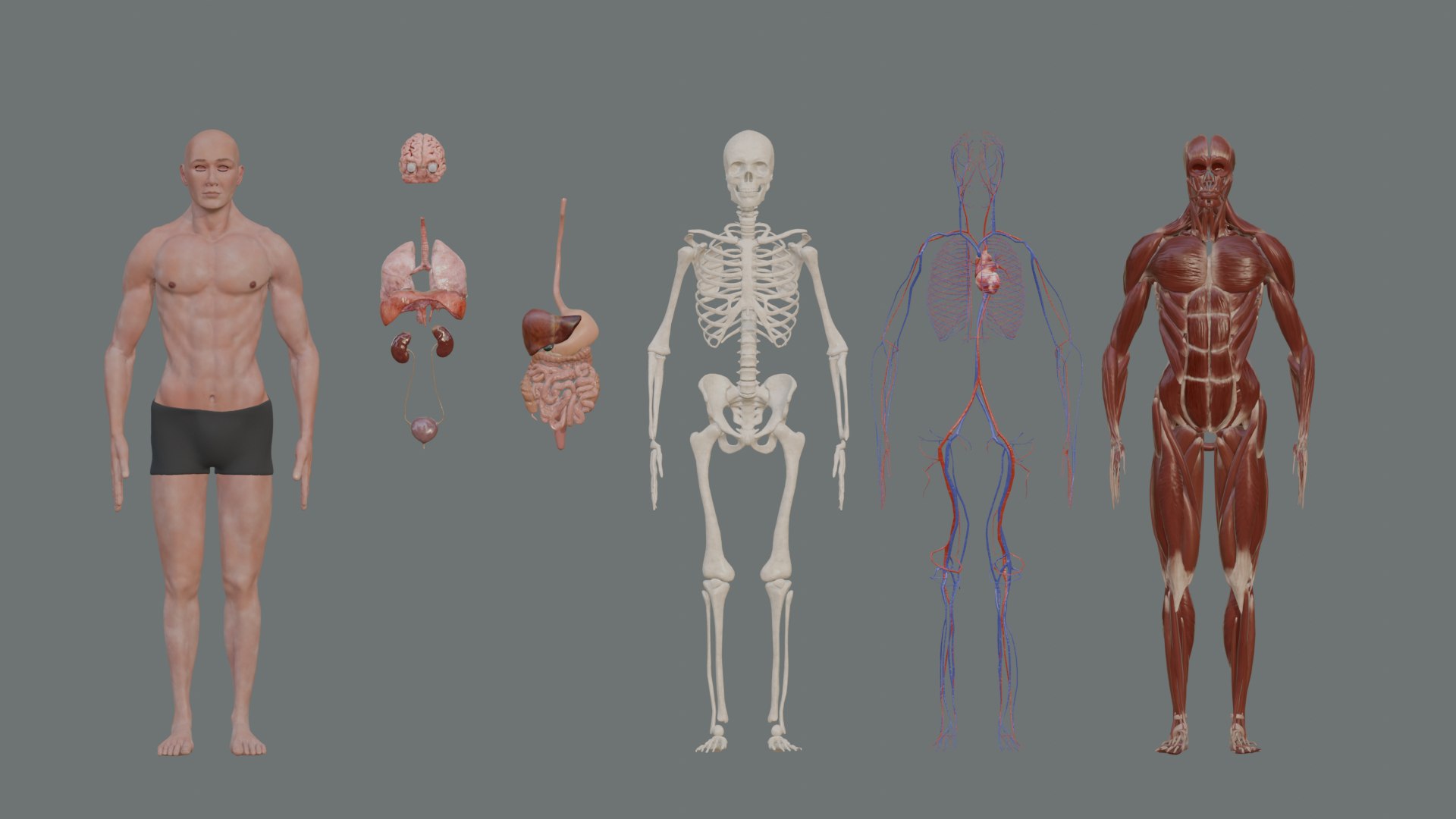 3D Model Character Anatomy High-quality Animated Respiratory System 3D ...