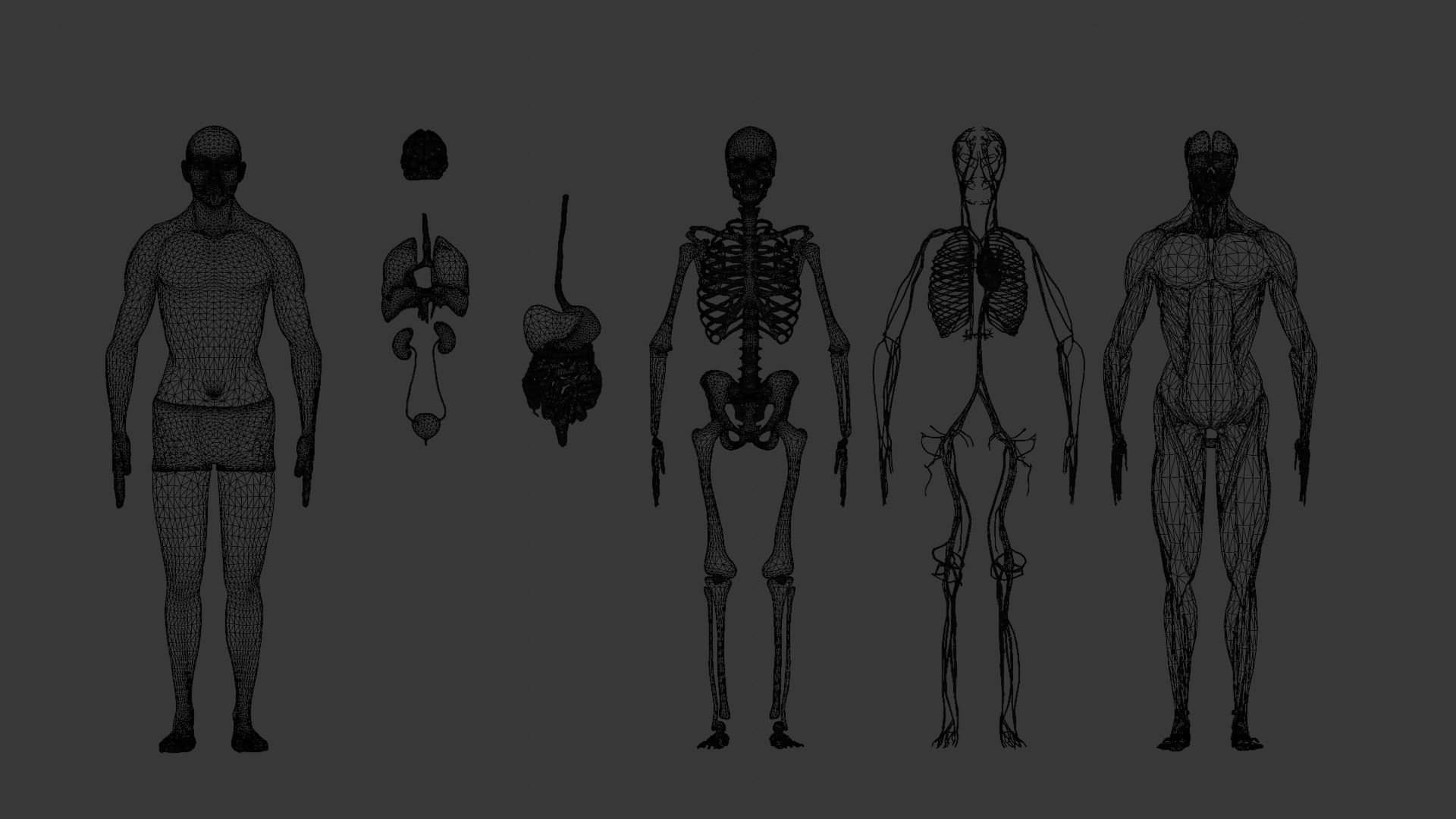 3D Model Character Anatomy High-quality Animated Respiratory System 3D ...