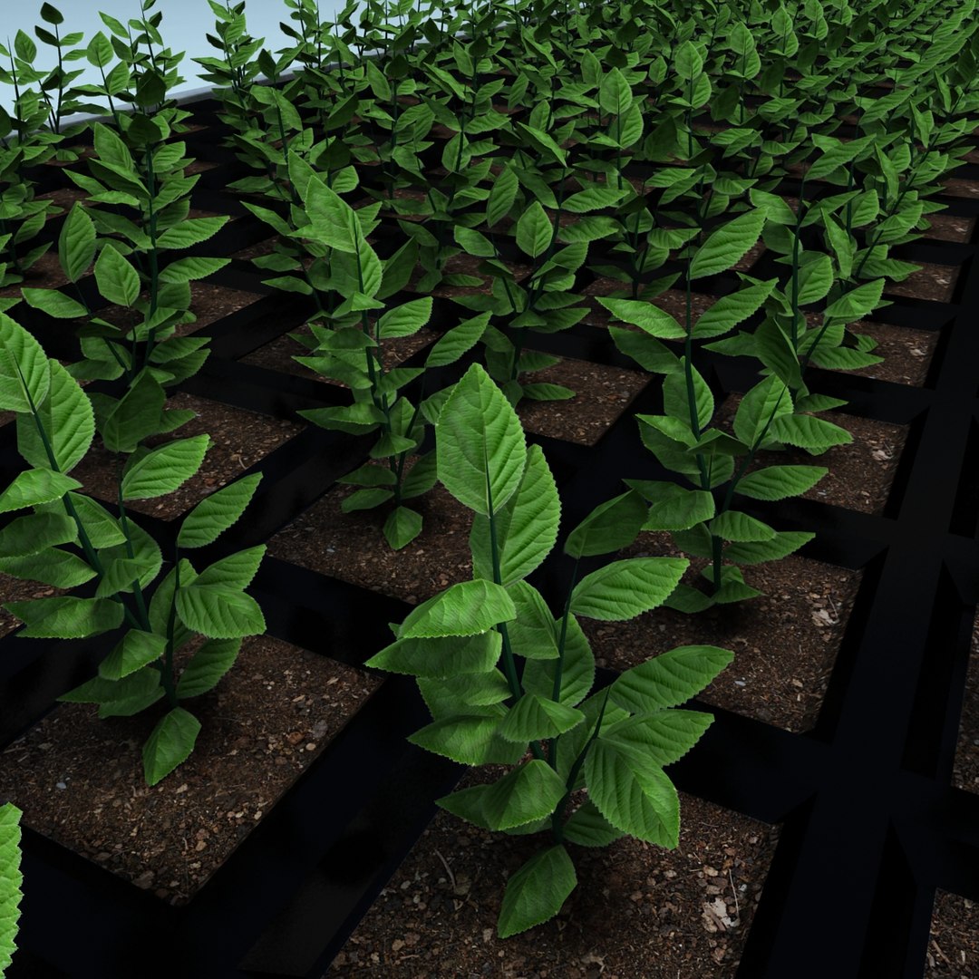 Seedling Table 3d Model