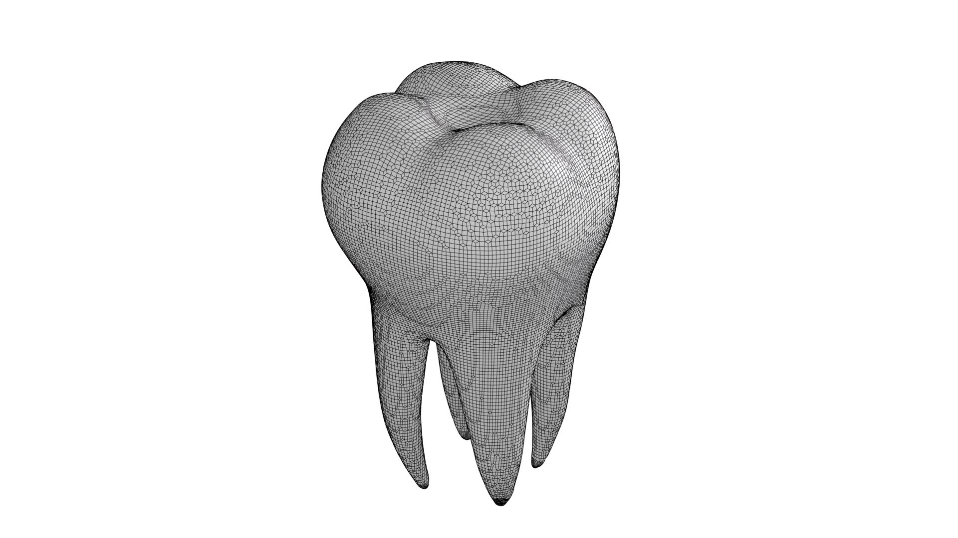 3D model Enamel molar tooth - TurboSquid 1831778