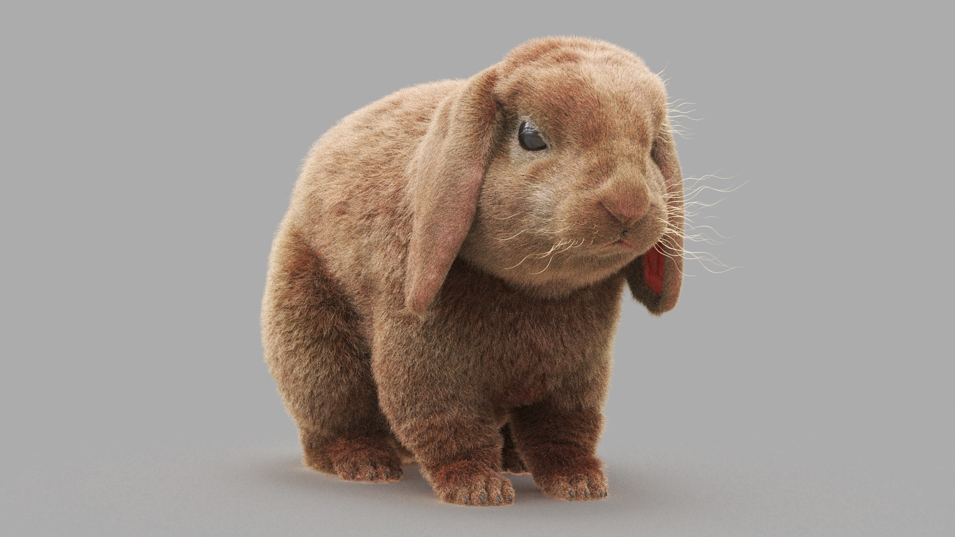3D Bunny - TurboSquid 1954334