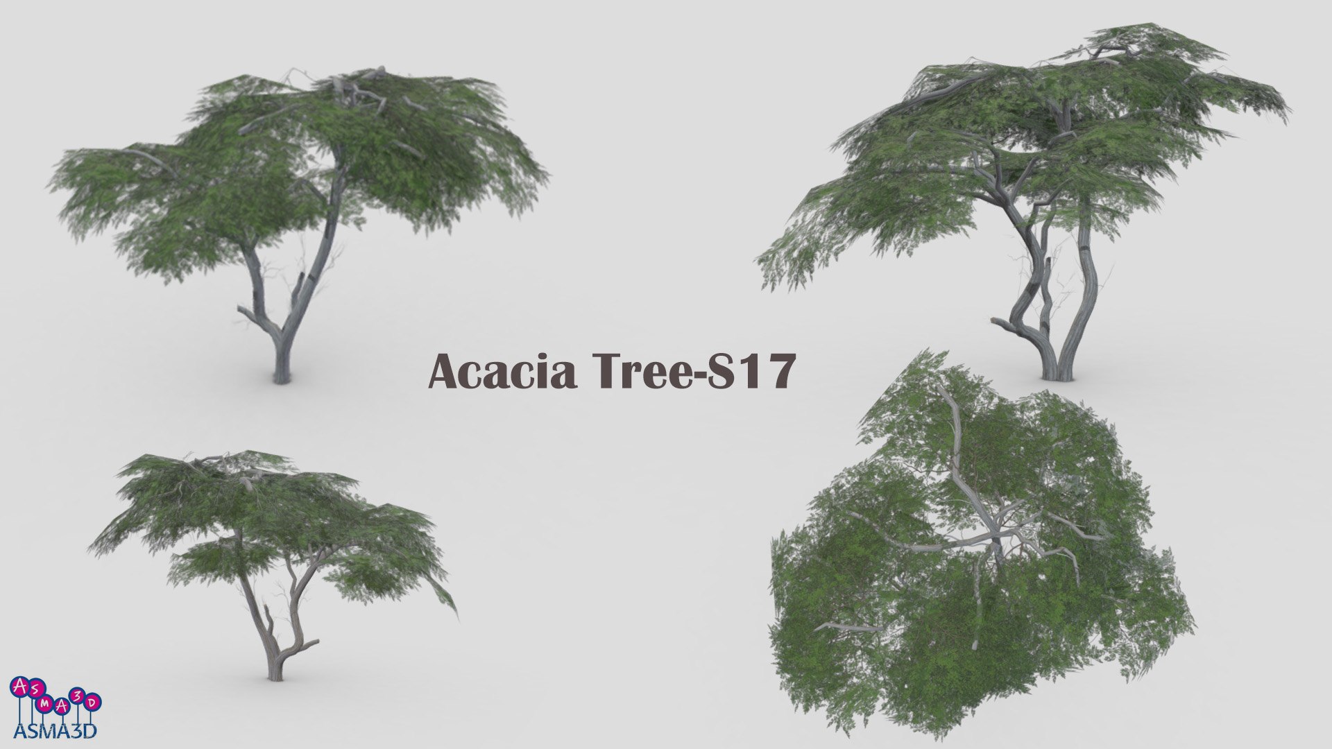 Acacia Tree-S17 Model - TurboSquid 2202548