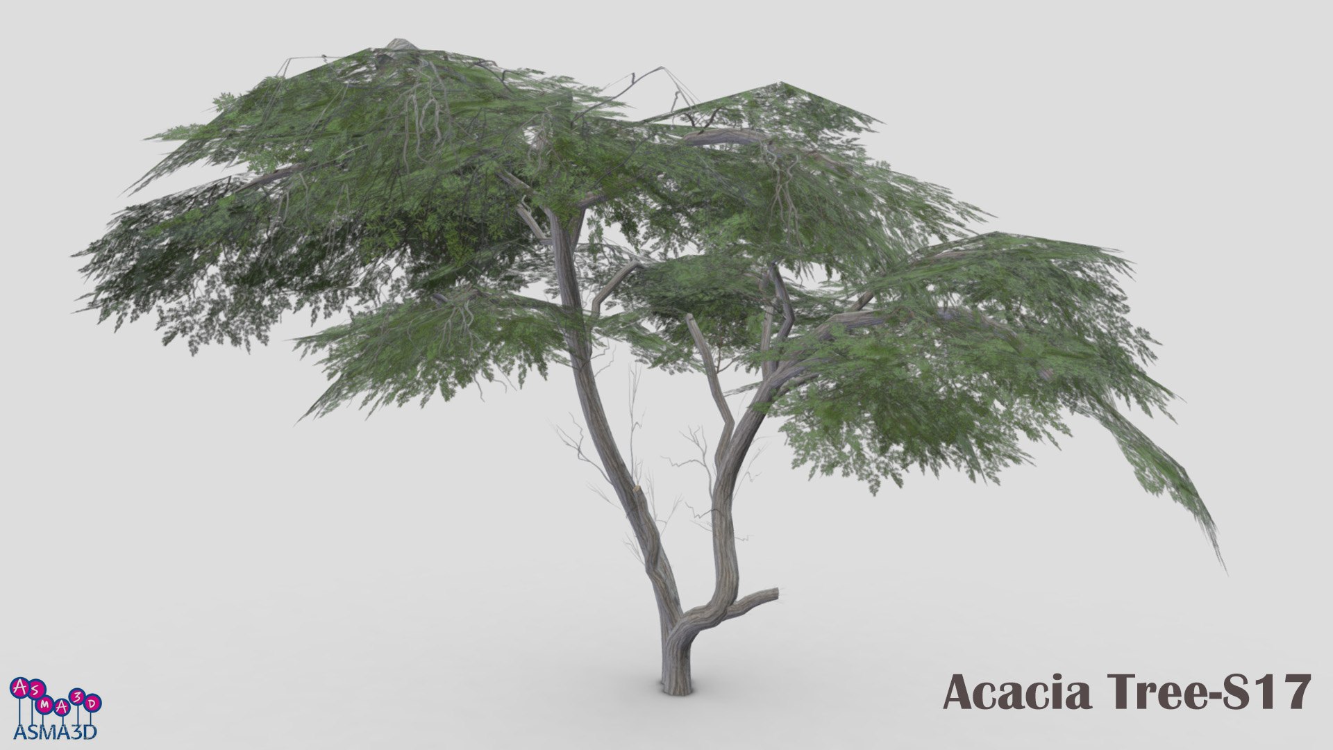 Acacia Tree-S17 Model - TurboSquid 2202548