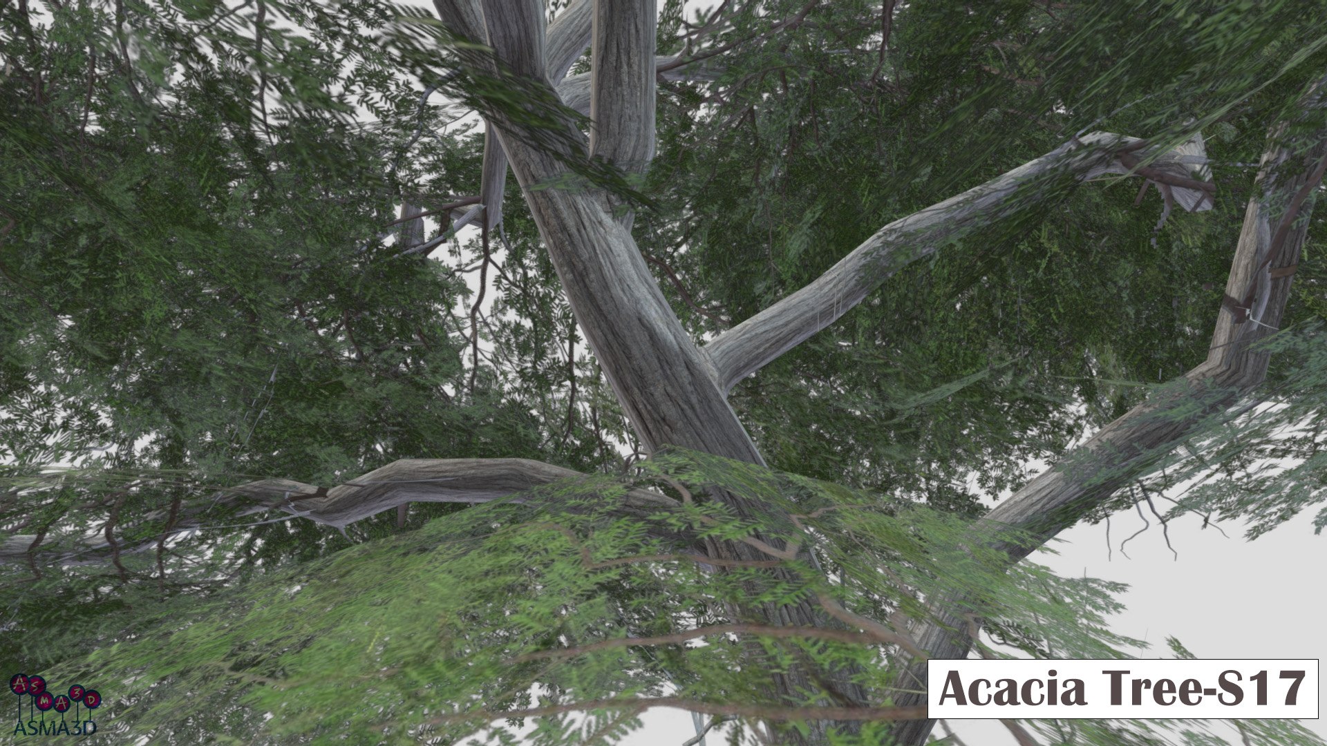 Acacia Tree-S17 Model - TurboSquid 2202548