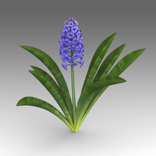 Hyacinth 3D Models for Download | TurboSquid