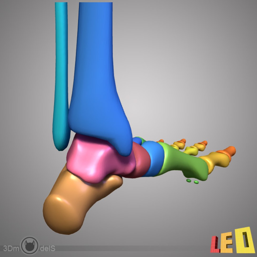 3d Human Foot Skeleton Model