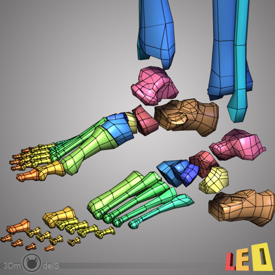 3d Human Foot Skeleton Model