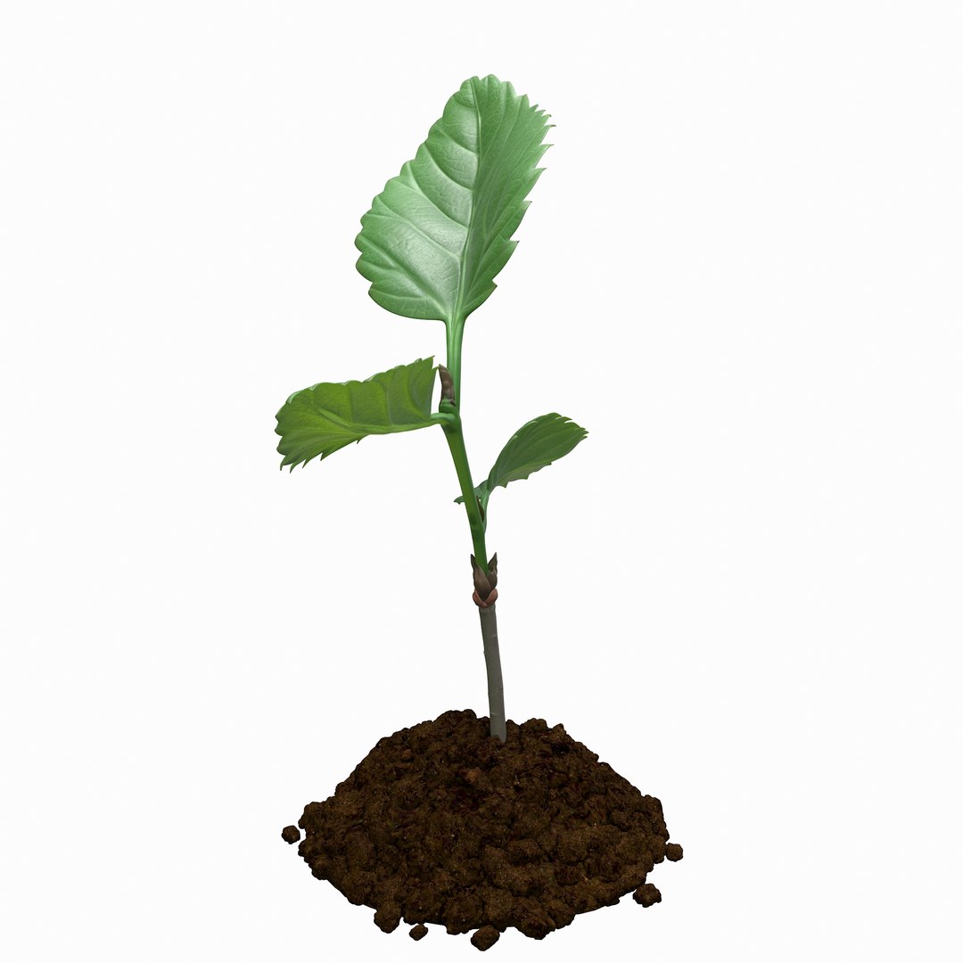 Sprout Tree 3D Model - TurboSquid 1512123