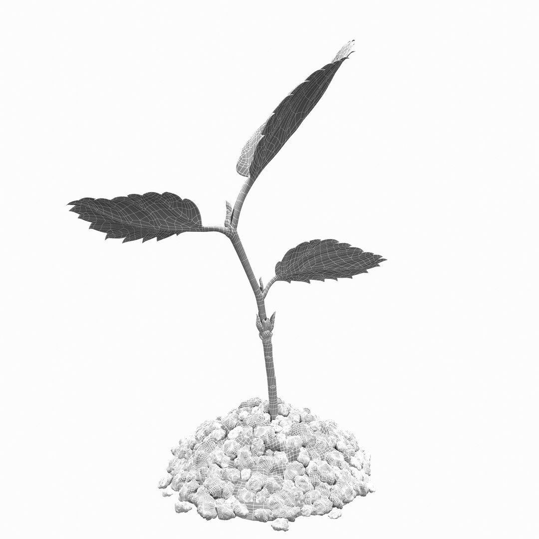 Sprout Tree 3D Model - TurboSquid 1512123