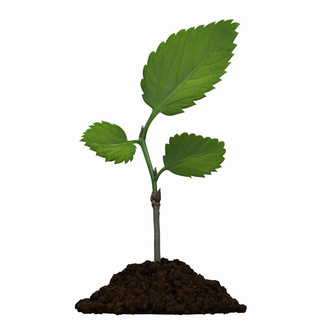 Sprout Tree 3D Model - TurboSquid 1512123