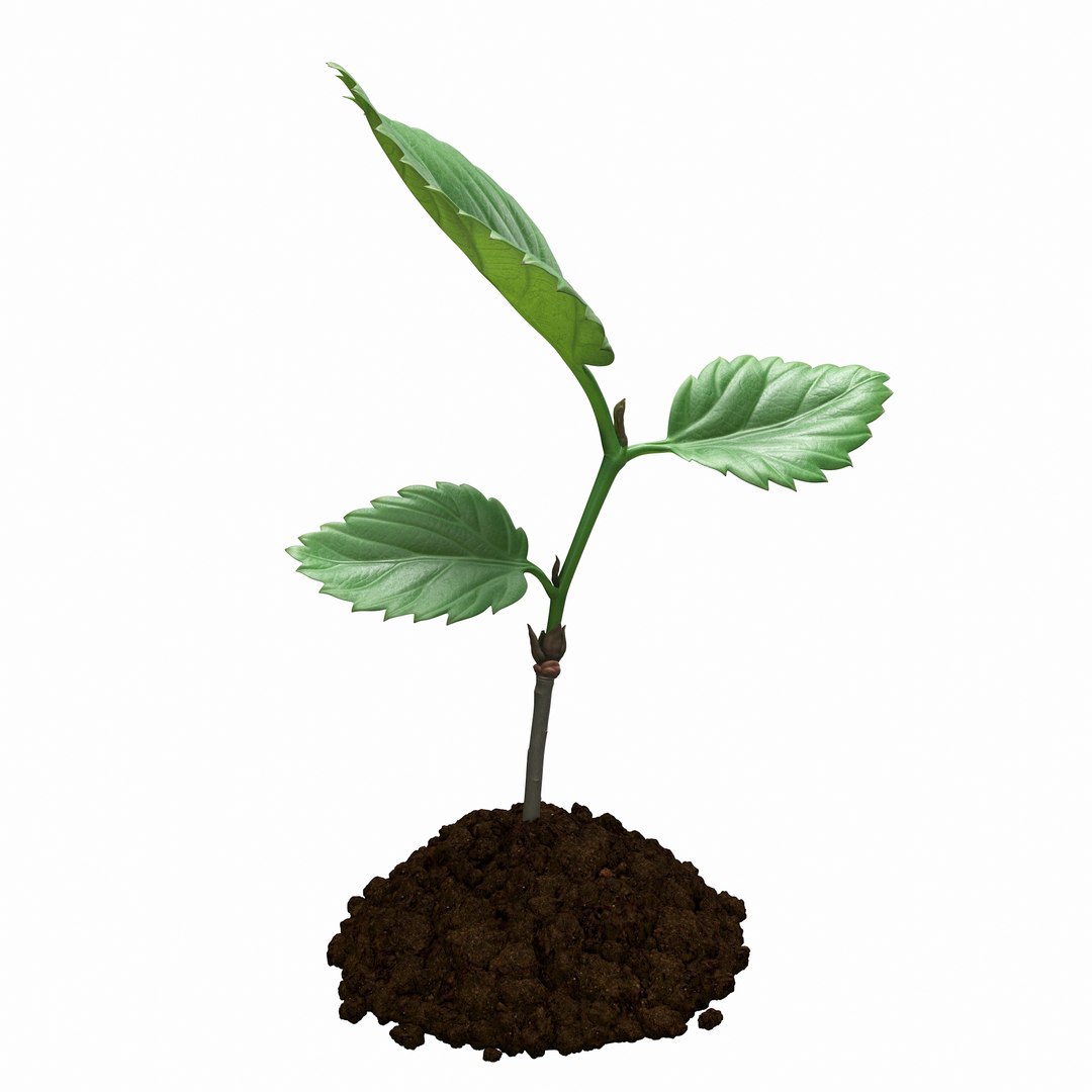 Sprout Tree 3D Model - TurboSquid 1512123