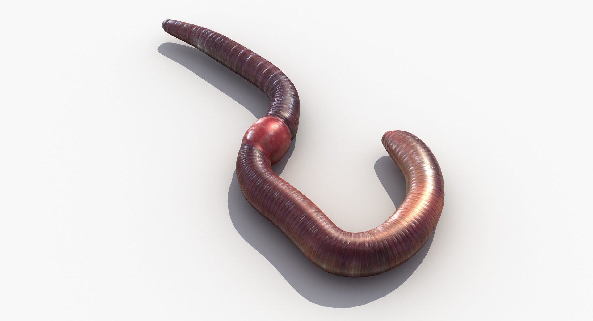 earth worm 3d model