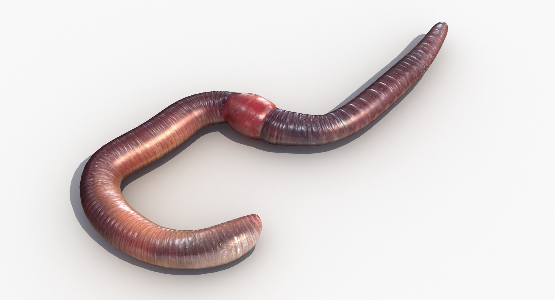 earth worm 3d model