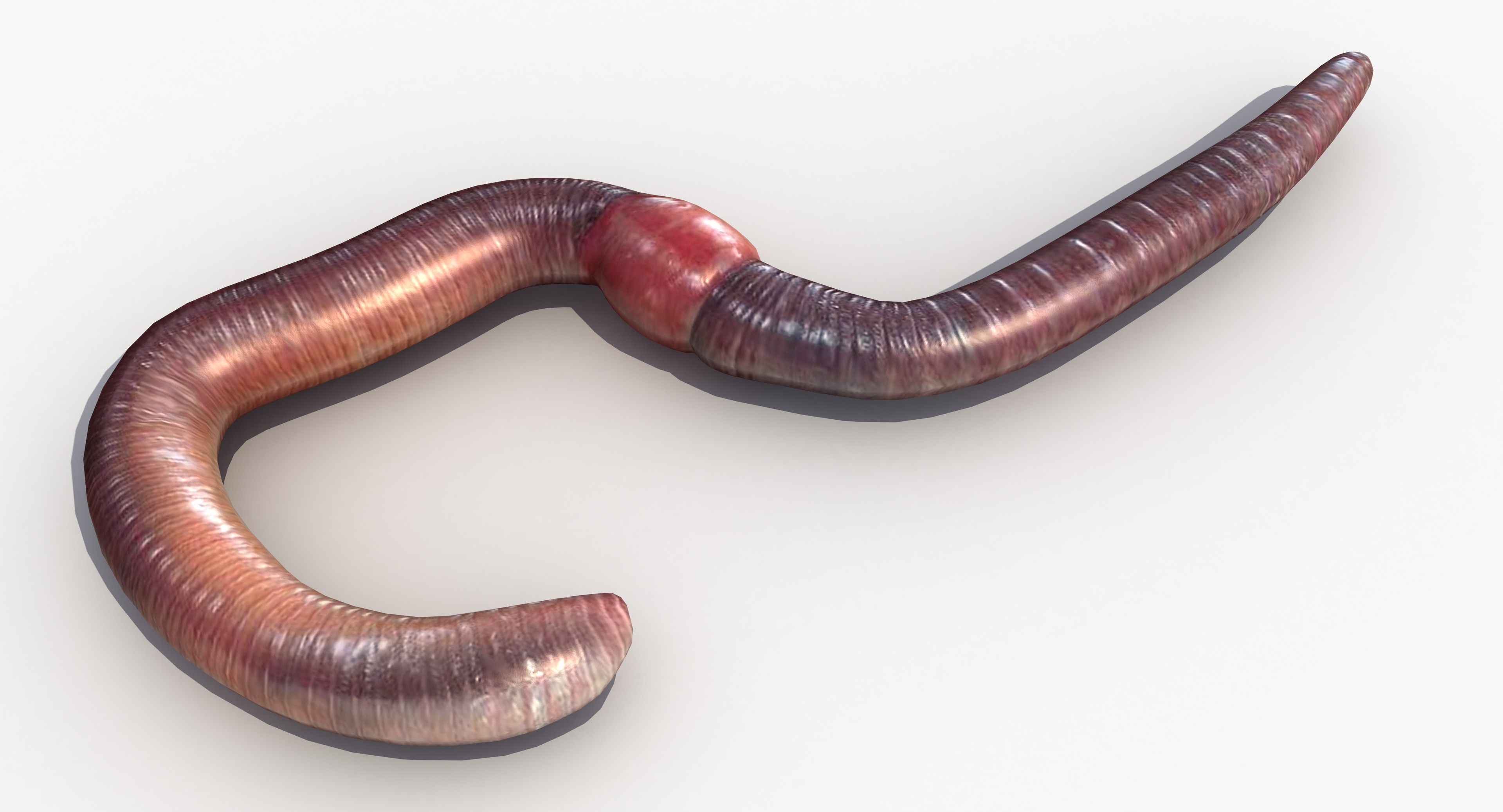 earth worm 3d model