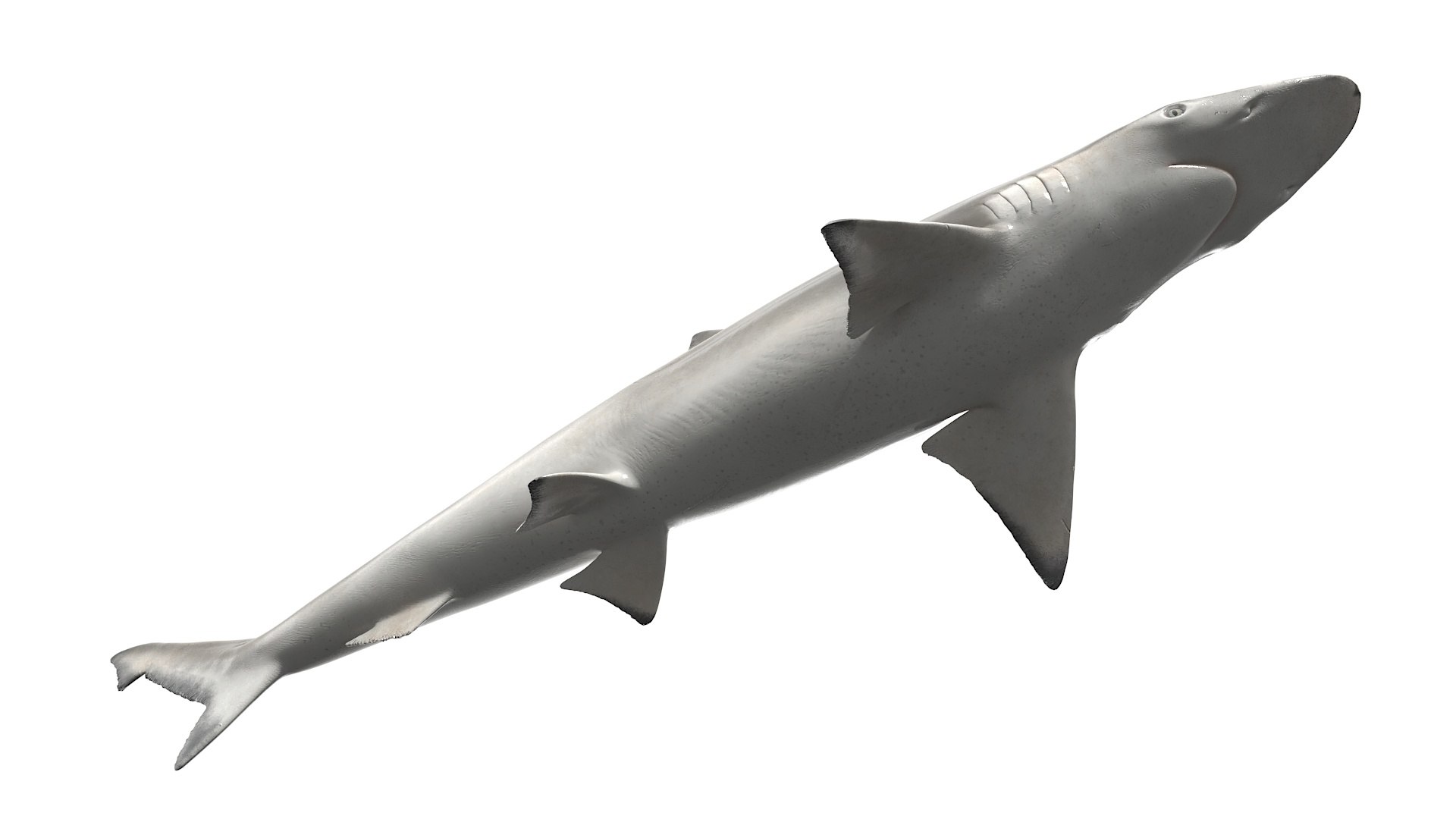 Realistic Spadenose Shark 3D - TurboSquid 2390534