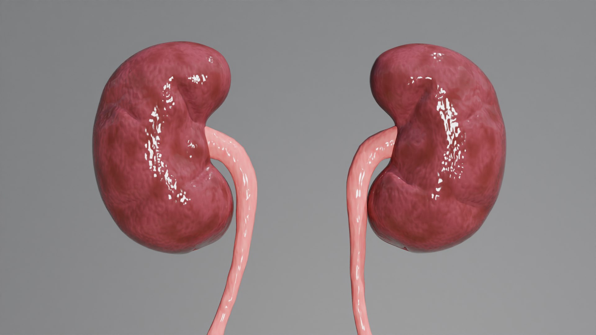 3D Model Of A Human Kidneys 3D Model - TurboSquid 2321583