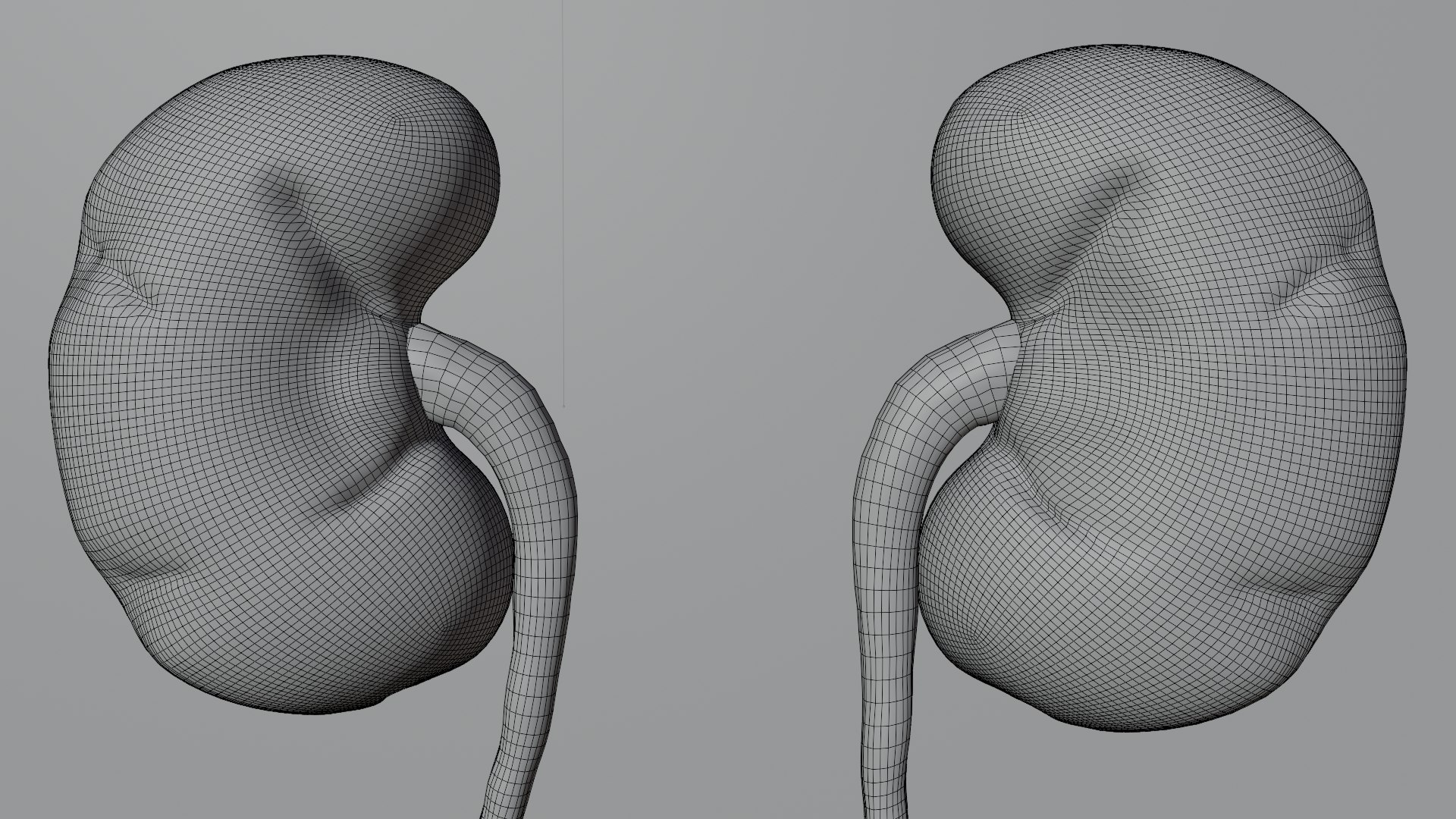 3D Model Of A Human Kidneys 3D Model - TurboSquid 2321583