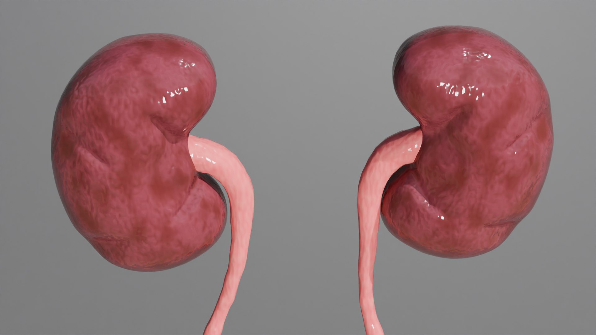 3D Model Of A Human Kidneys 3D Model - TurboSquid 2321583
