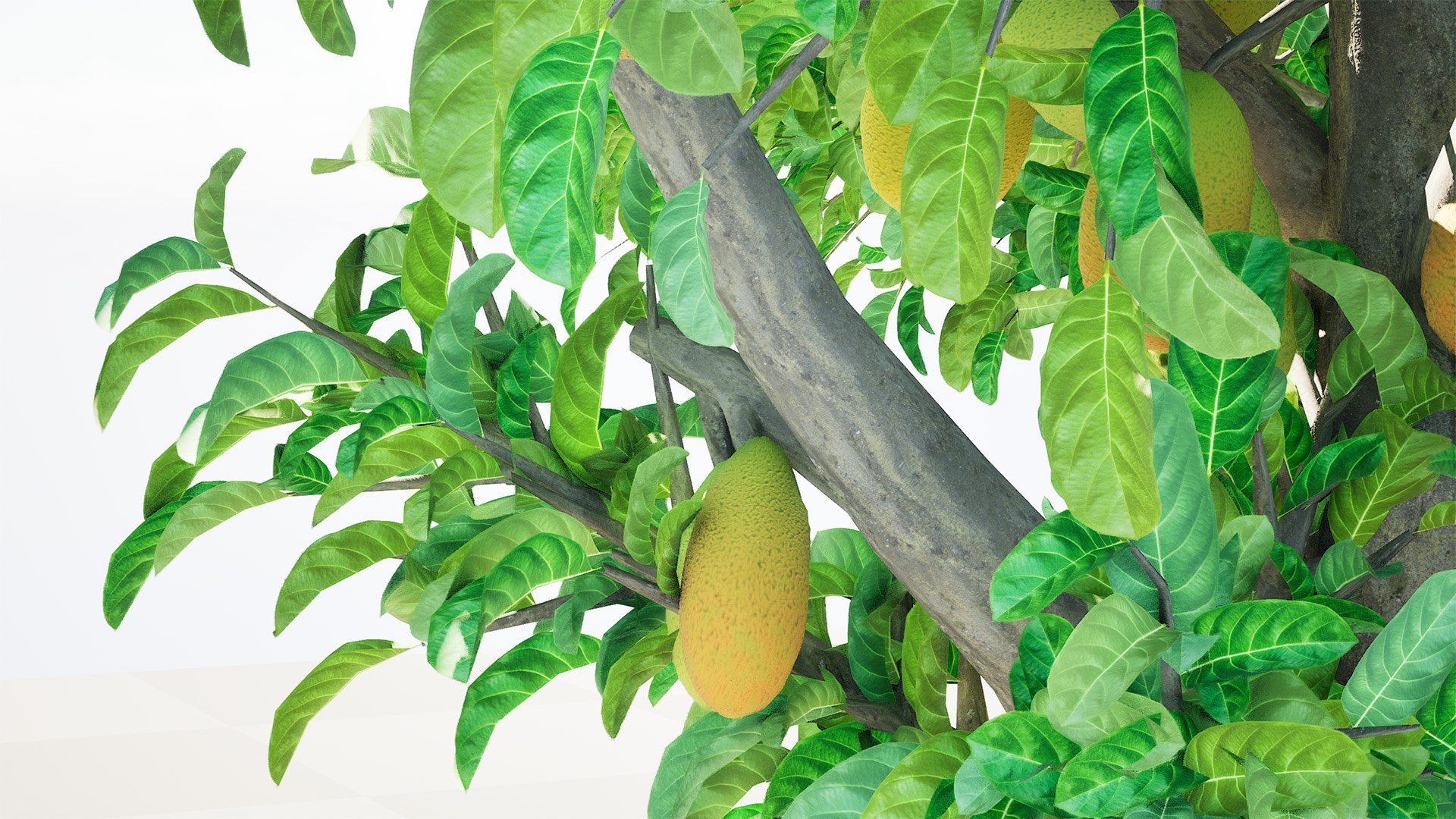 Tropical Jackfruit Tree Asset 3D Model - TurboSquid 2290876