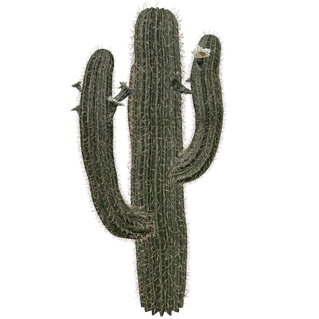 Saguaro Cactus Plant - 10 - Model - TurboSquid 2372057