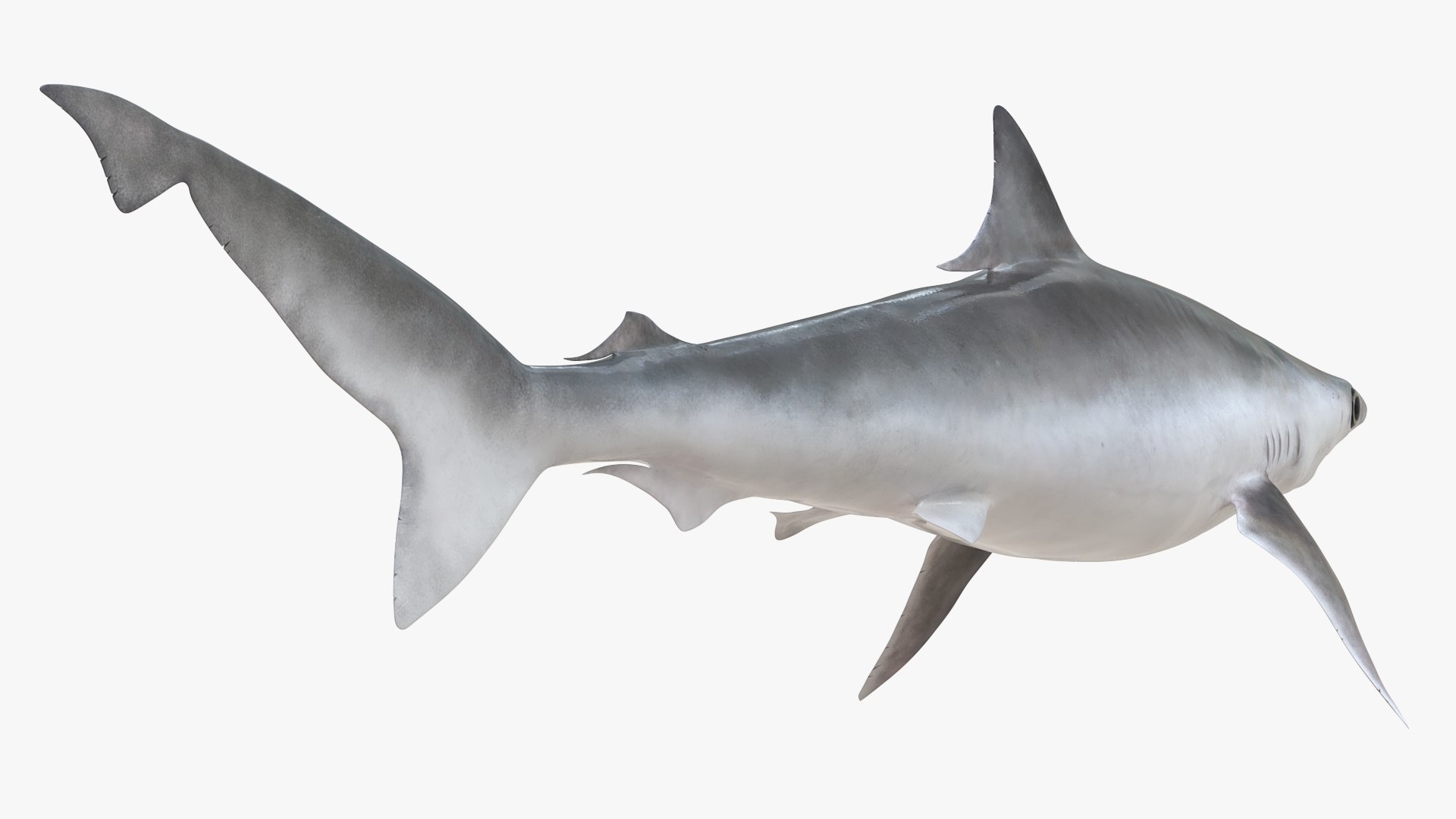 Oceanic Milk Shark Rigged 3D - TurboSquid 2346153