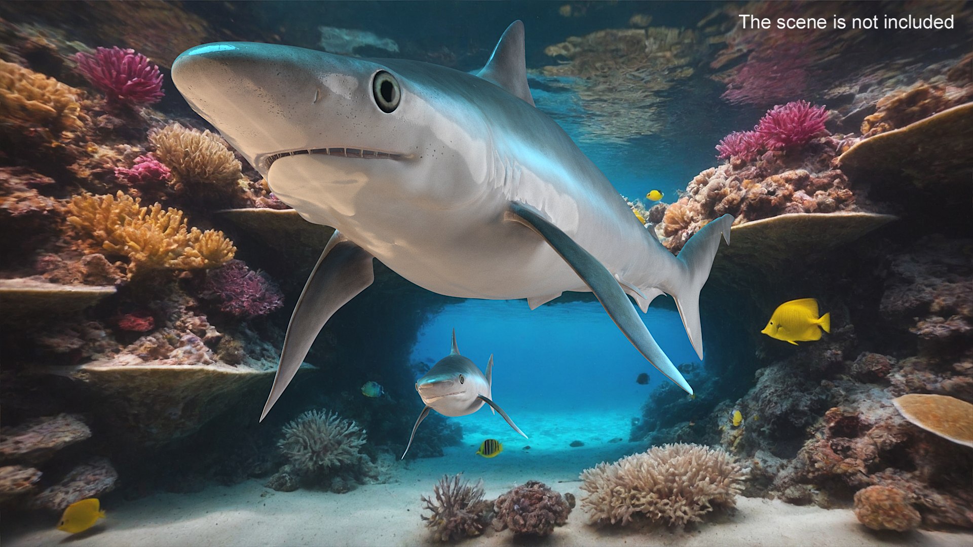 Oceanic Milk Shark Rigged 3D - TurboSquid 2346153