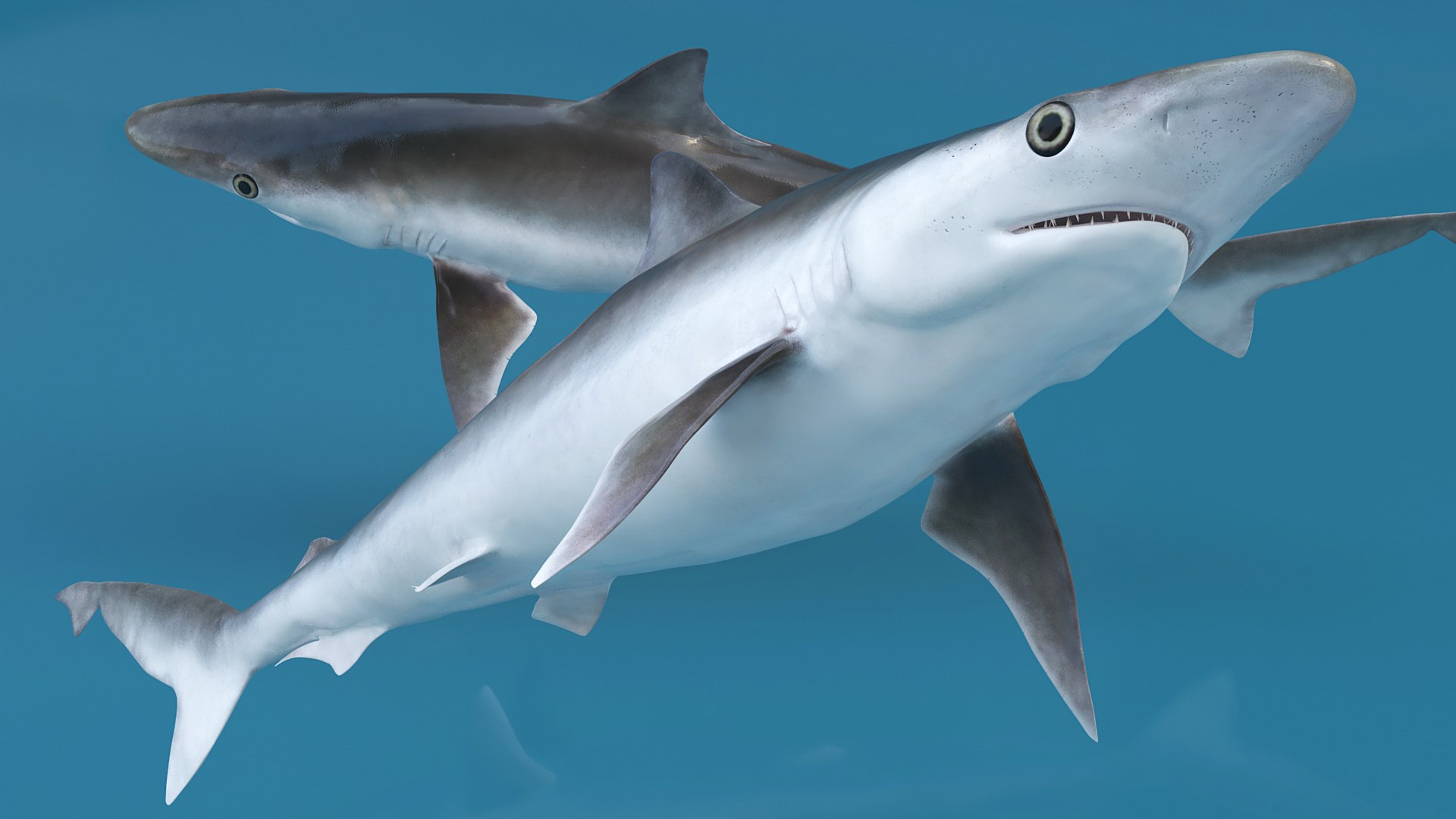 Oceanic Milk Shark Rigged 3D - TurboSquid 2346153