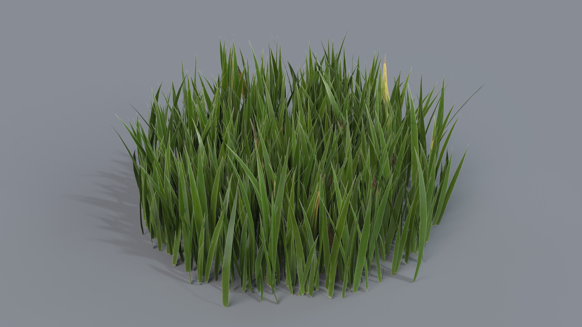 3D Grass Cluster Collection 001 - 2 Cluster Types - TurboSquid 1923375