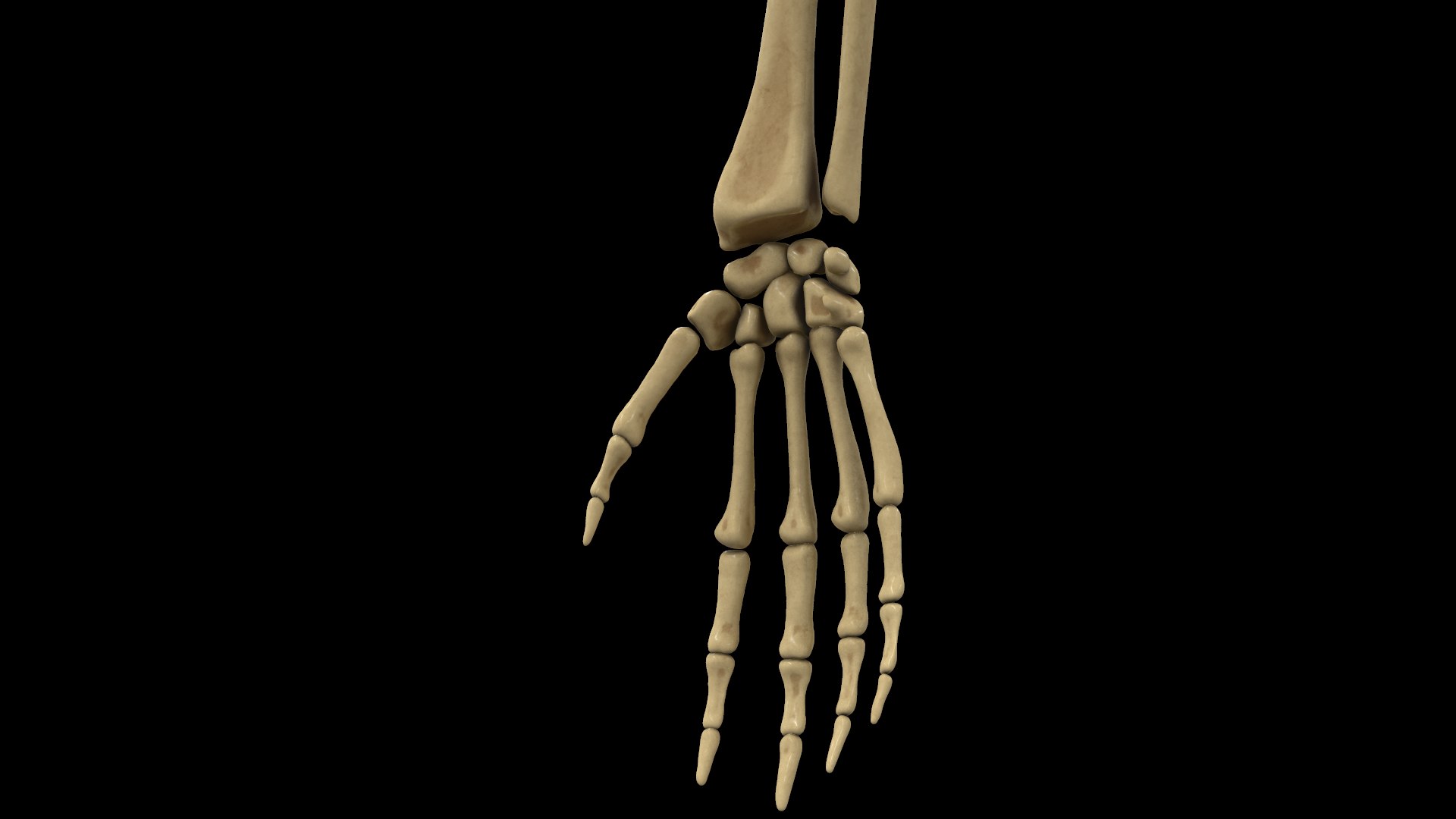 Complete Hand Skeletal Model - TurboSquid 1383781