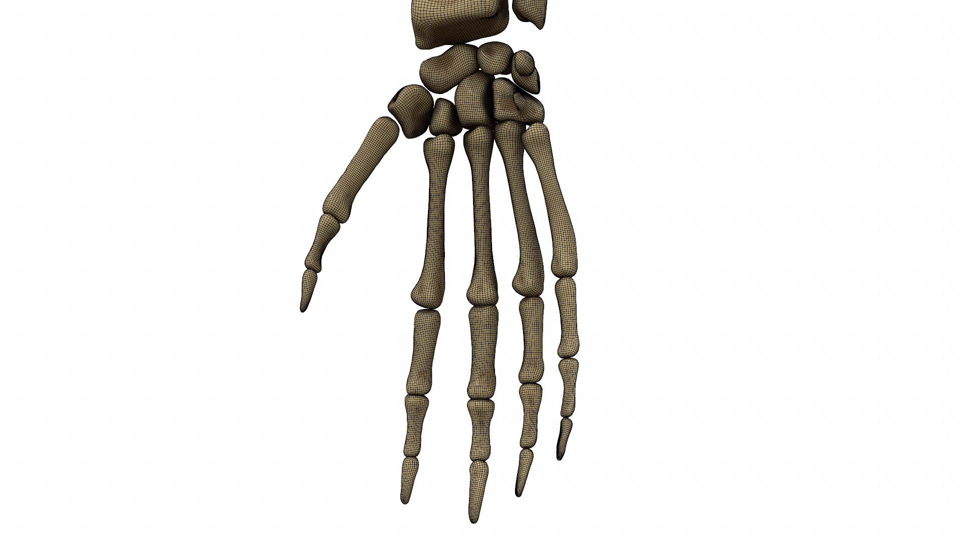 Complete Hand Skeletal Model - TurboSquid 1383781