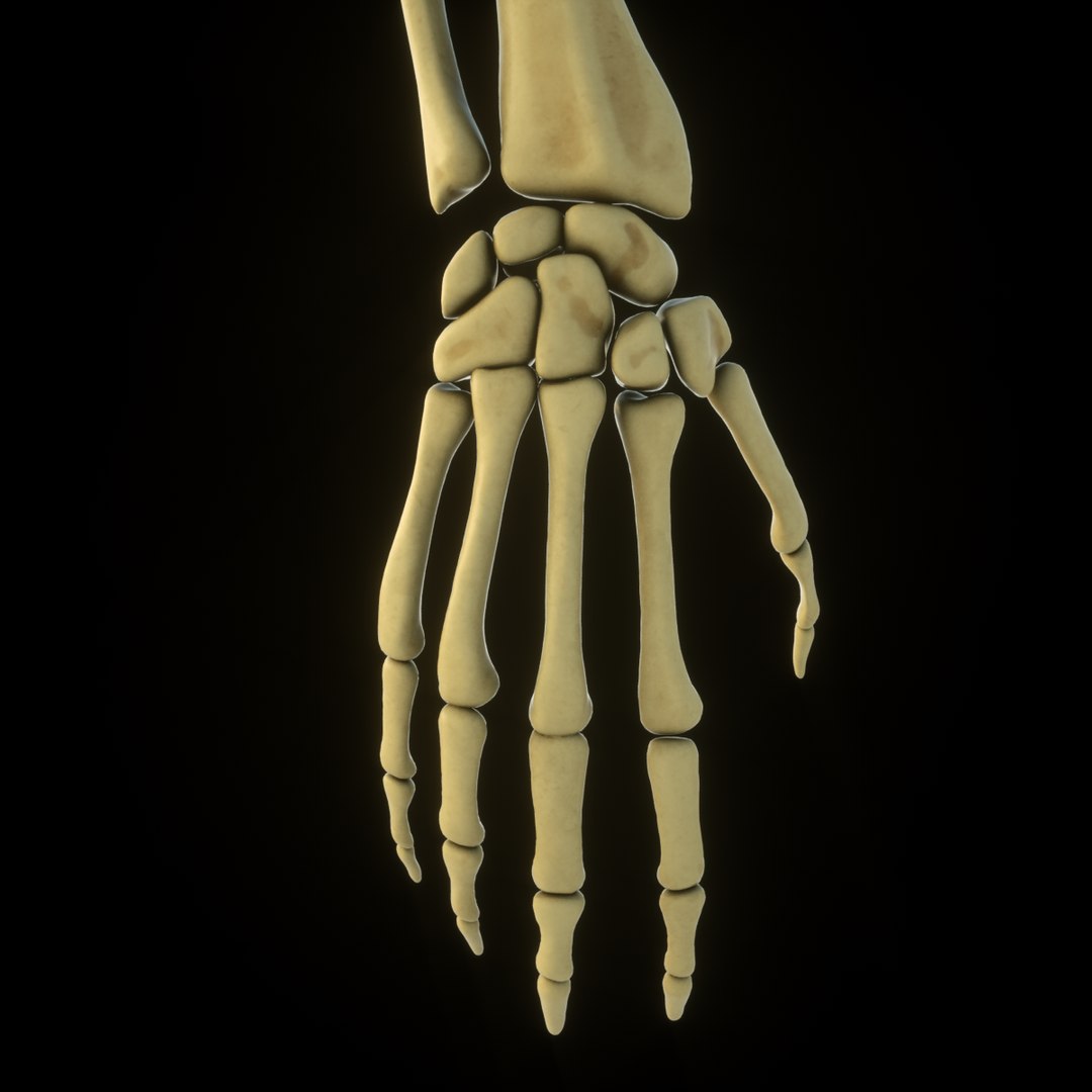 Complete Hand Skeletal Model - TurboSquid 1383781