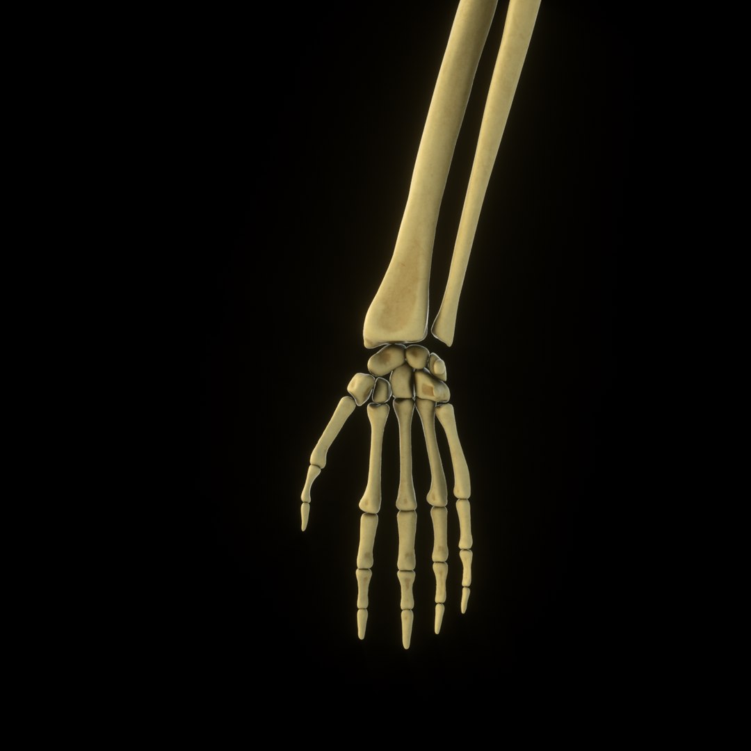 Complete Hand Skeletal Model - TurboSquid 1383781