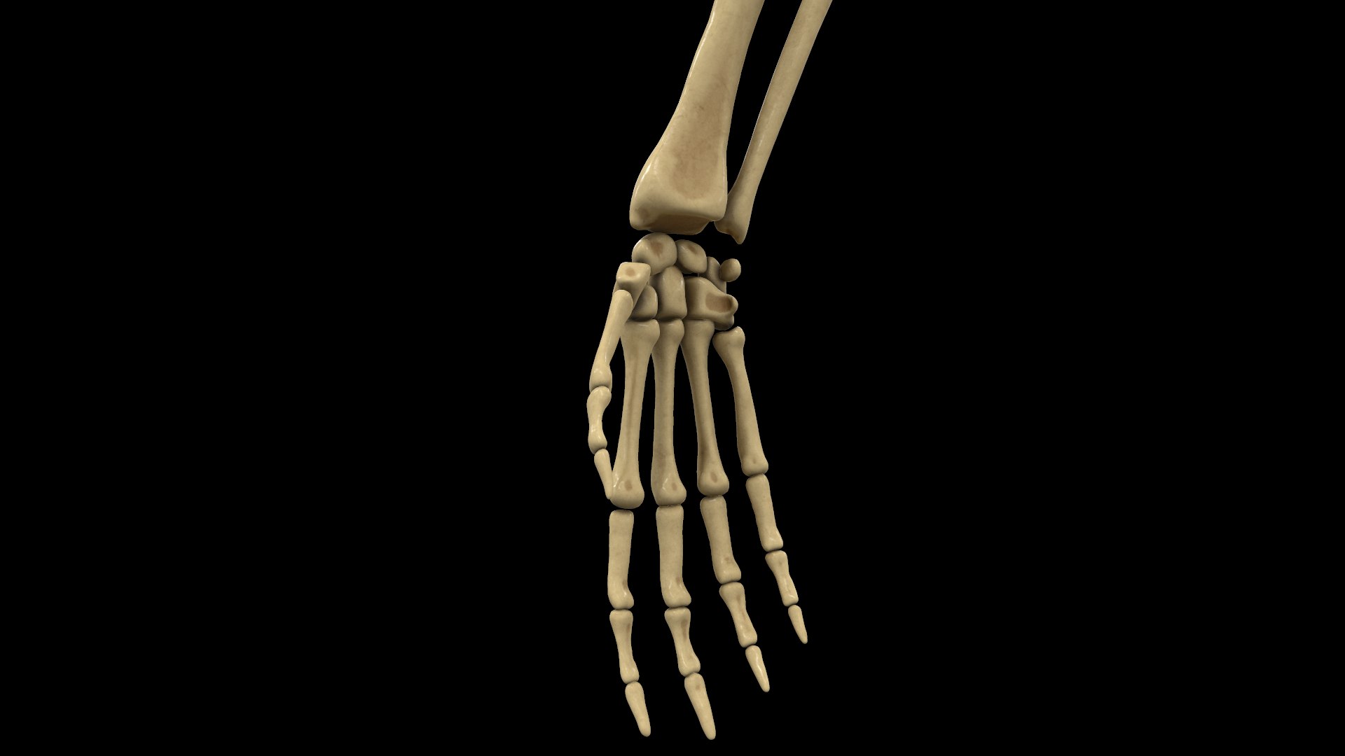 Complete Hand Skeletal Model - TurboSquid 1383781