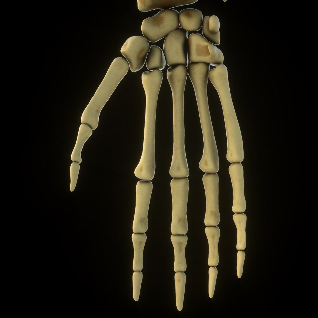 Complete Hand Skeletal Model - TurboSquid 1383781