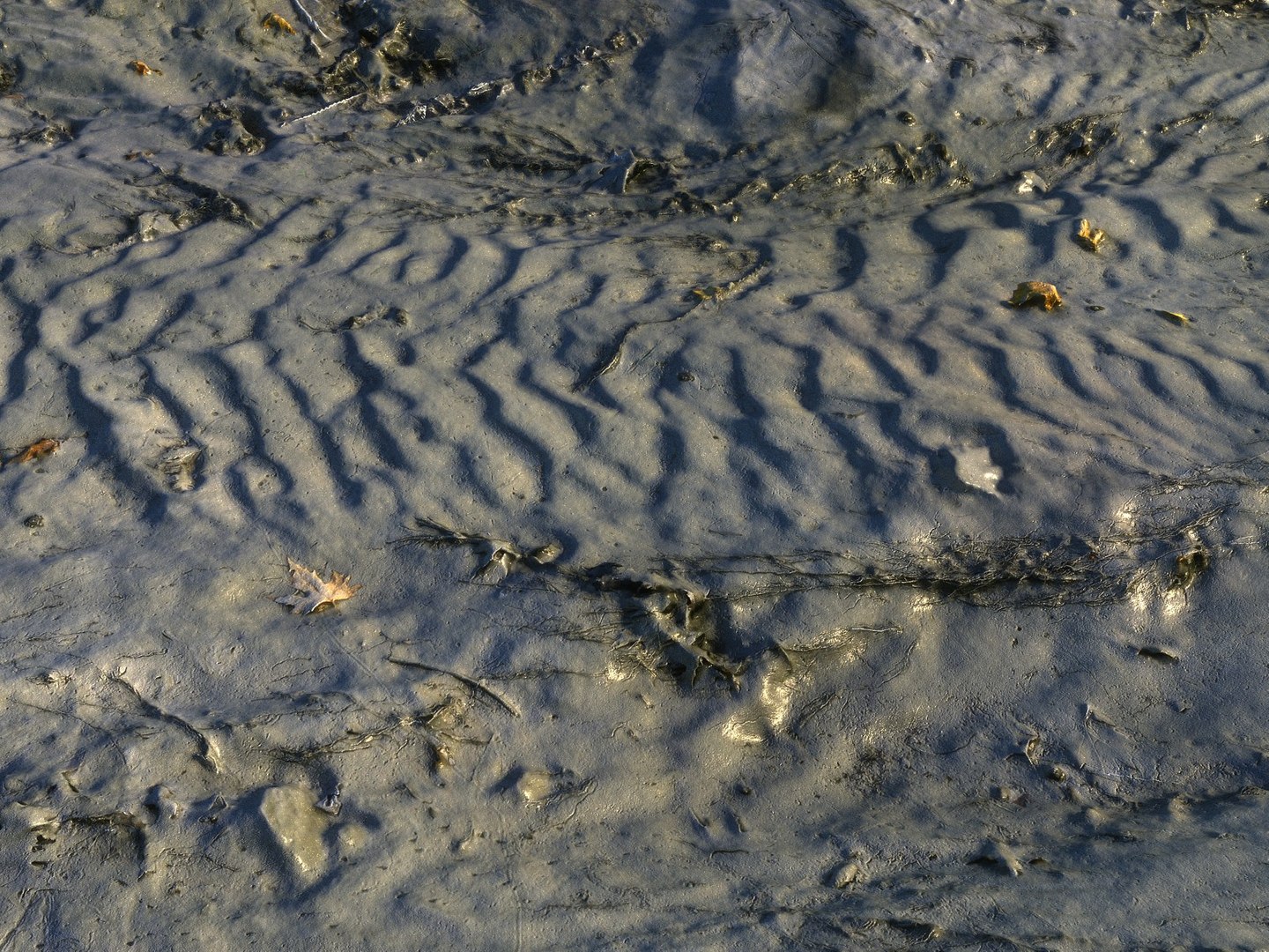 3D model riverbed rock mud tree - TurboSquid 1328948