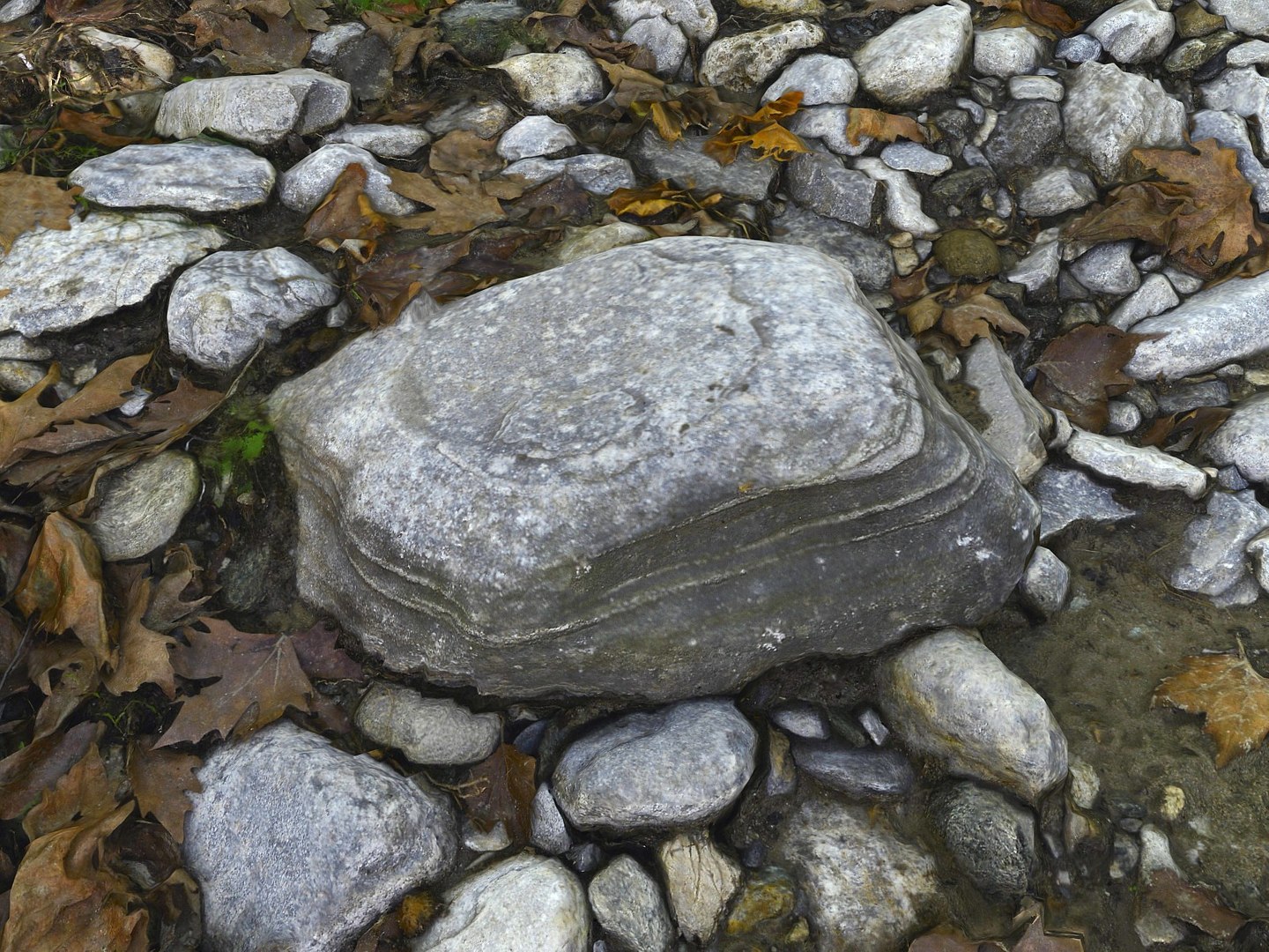 3D model riverbed rock mud tree - TurboSquid 1328948