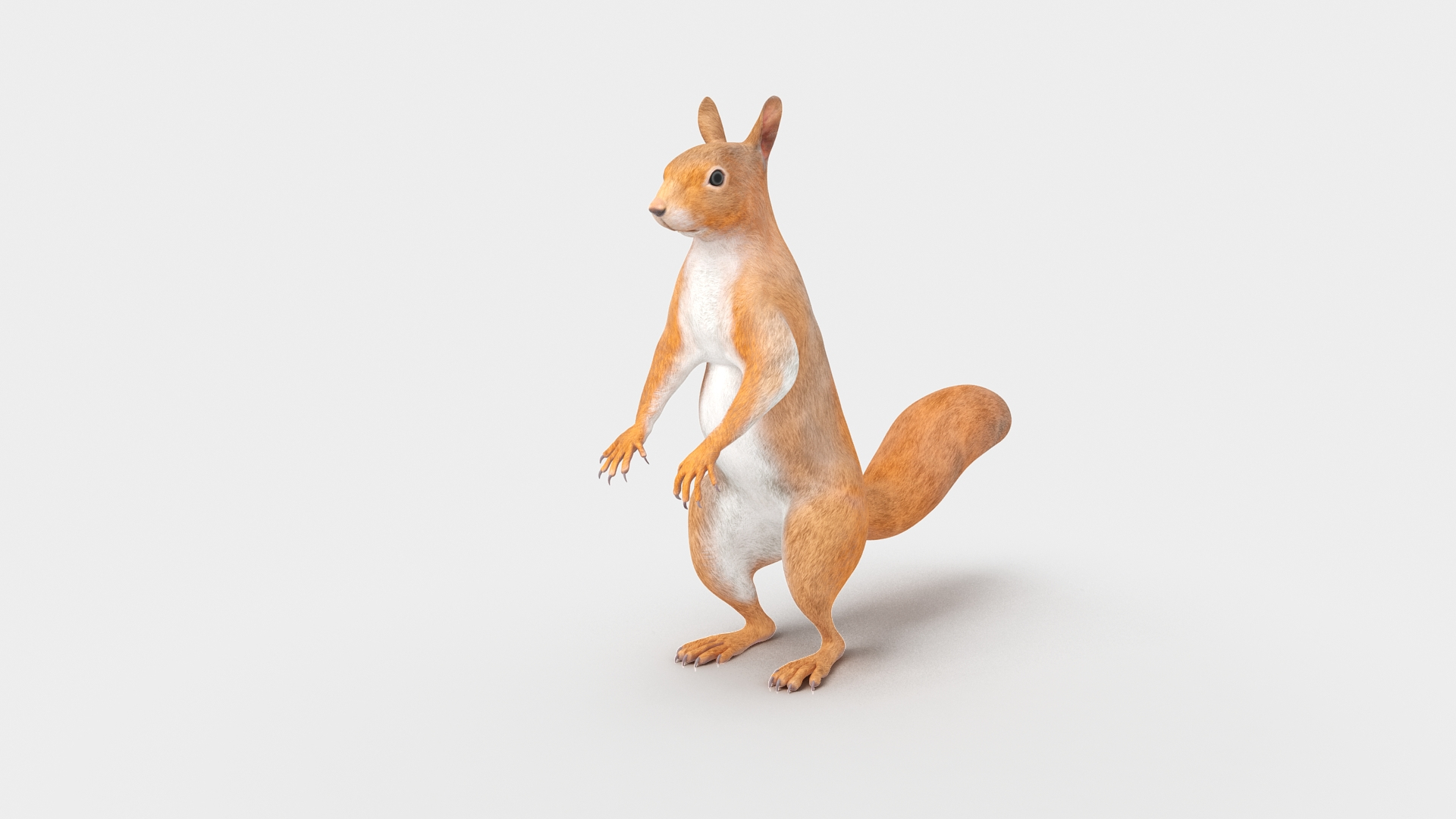 3D Red Squirrel In Standing Pose - TurboSquid 2269722