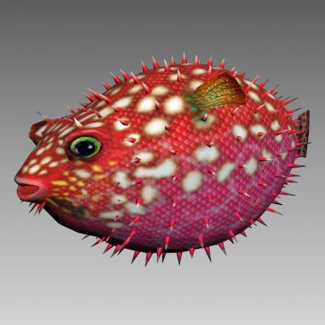 Hedgehog Fish 3d Model