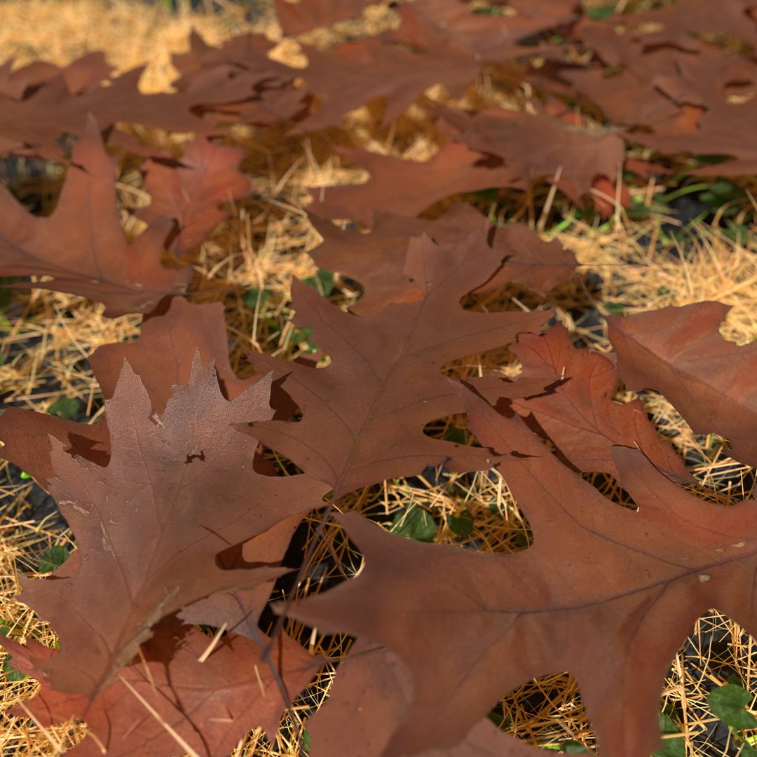 Dry Red Oak Leaves Pack 3D - TurboSquid 1727570