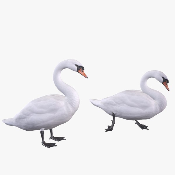 Bird glTF Models for Download | TurboSquid