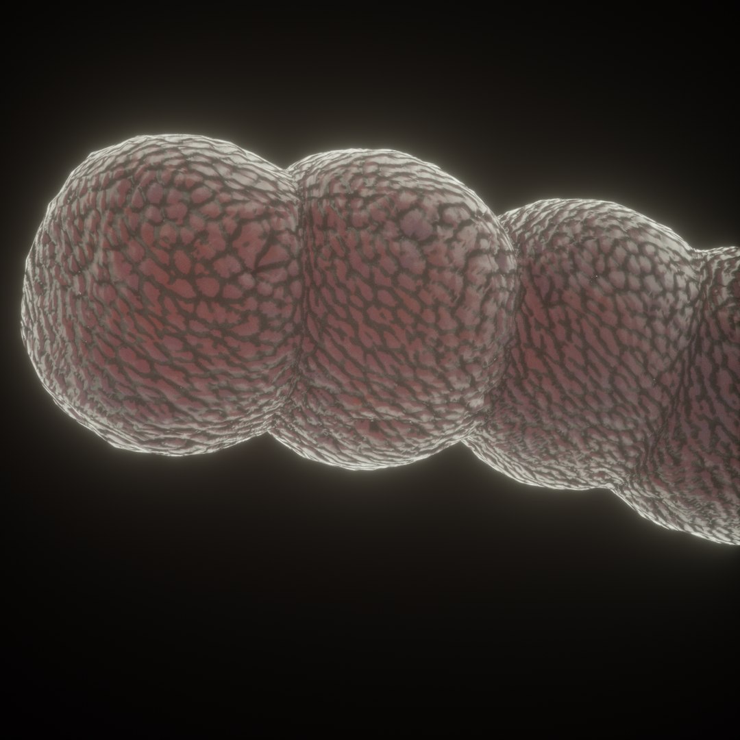 Streptococcus Bacteria Model - TurboSquid 1389768