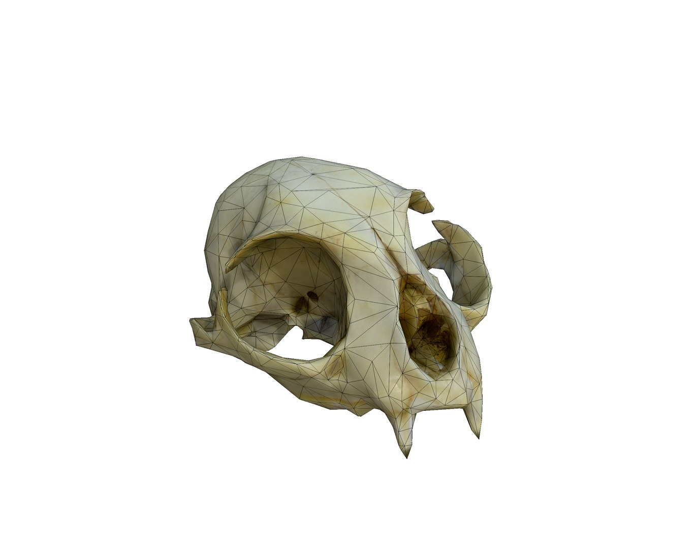 Photorealistic Cat Skull 3D Model - TurboSquid 2272701