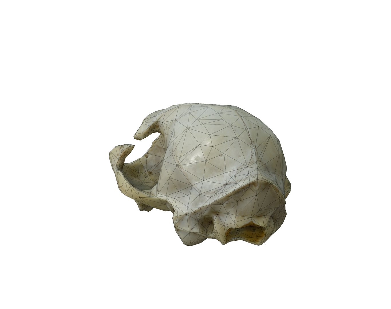Photorealistic Cat Skull 3D Model - TurboSquid 2272701
