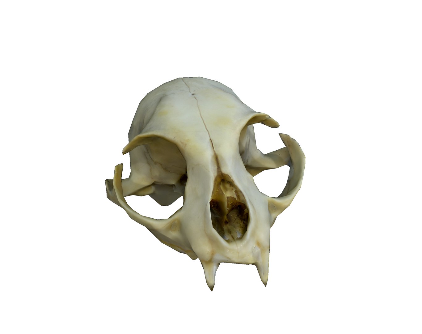 Photorealistic Cat Skull 3D Model - TurboSquid 2272701