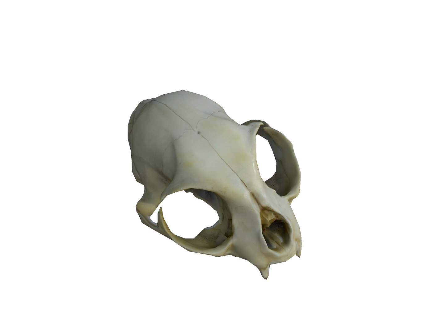Photorealistic Cat Skull 3D Model - TurboSquid 2272701